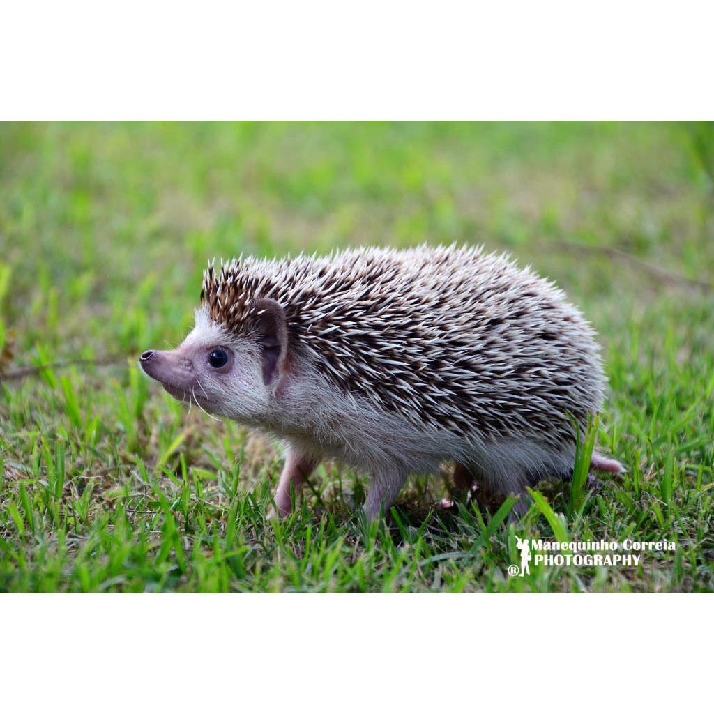 Африканские ежи (Atelerix) | LifeCatalog