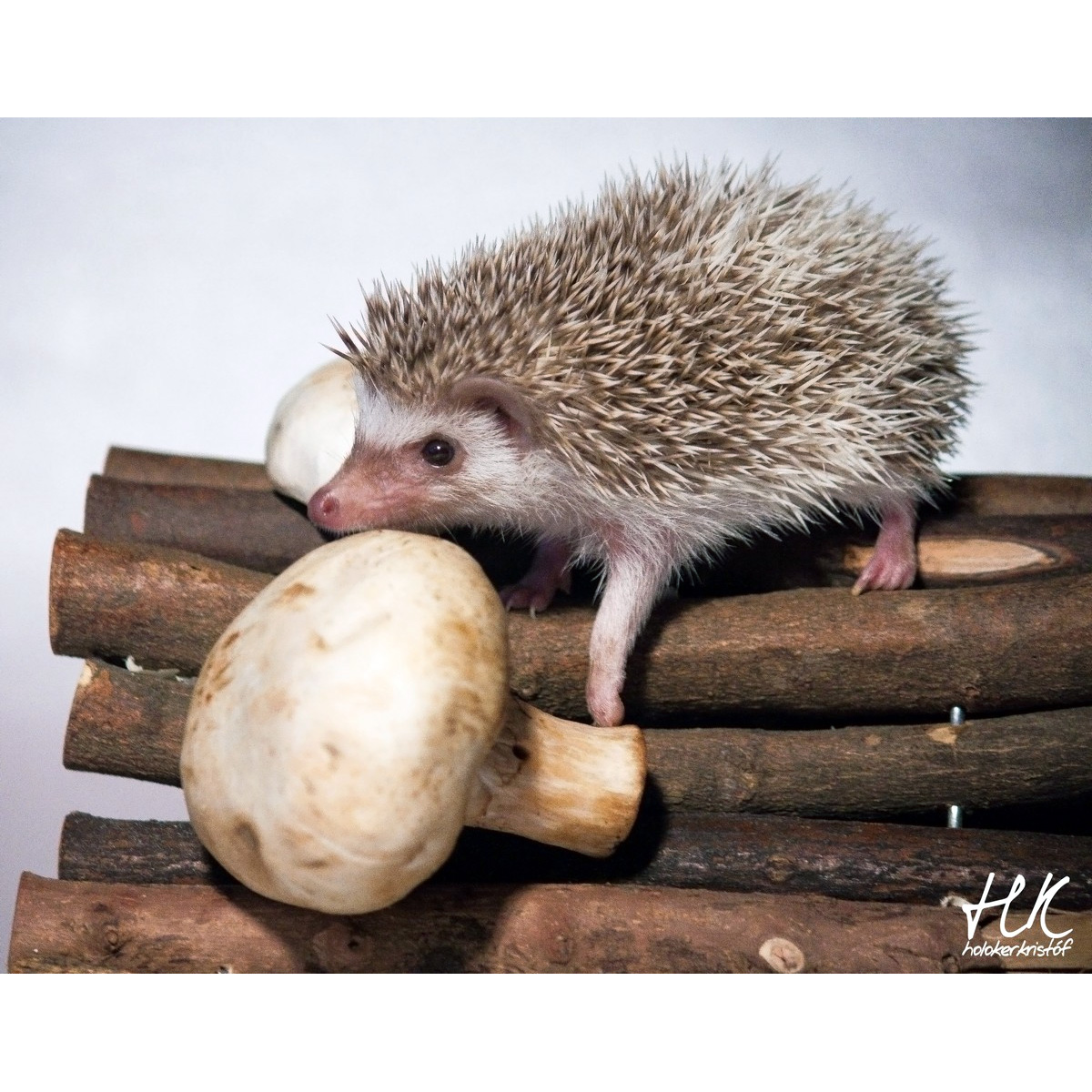 Африканские ежи (Atelerix) | LifeCatalog