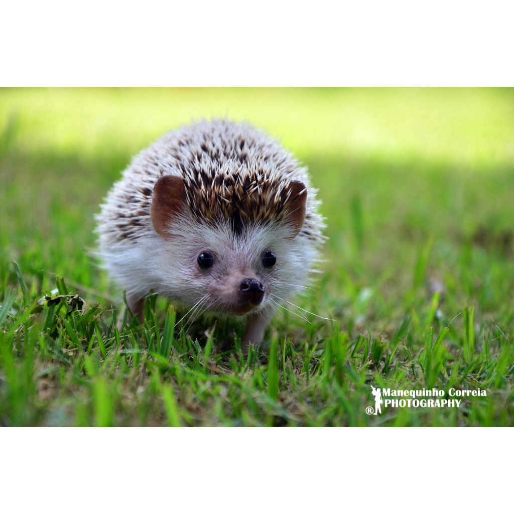 Африканские ежи (Atelerix) | LifeCatalog