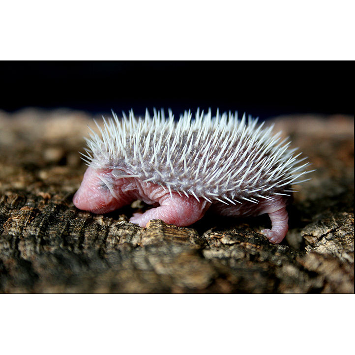 Африканские ежи (Atelerix) | LifeCatalog