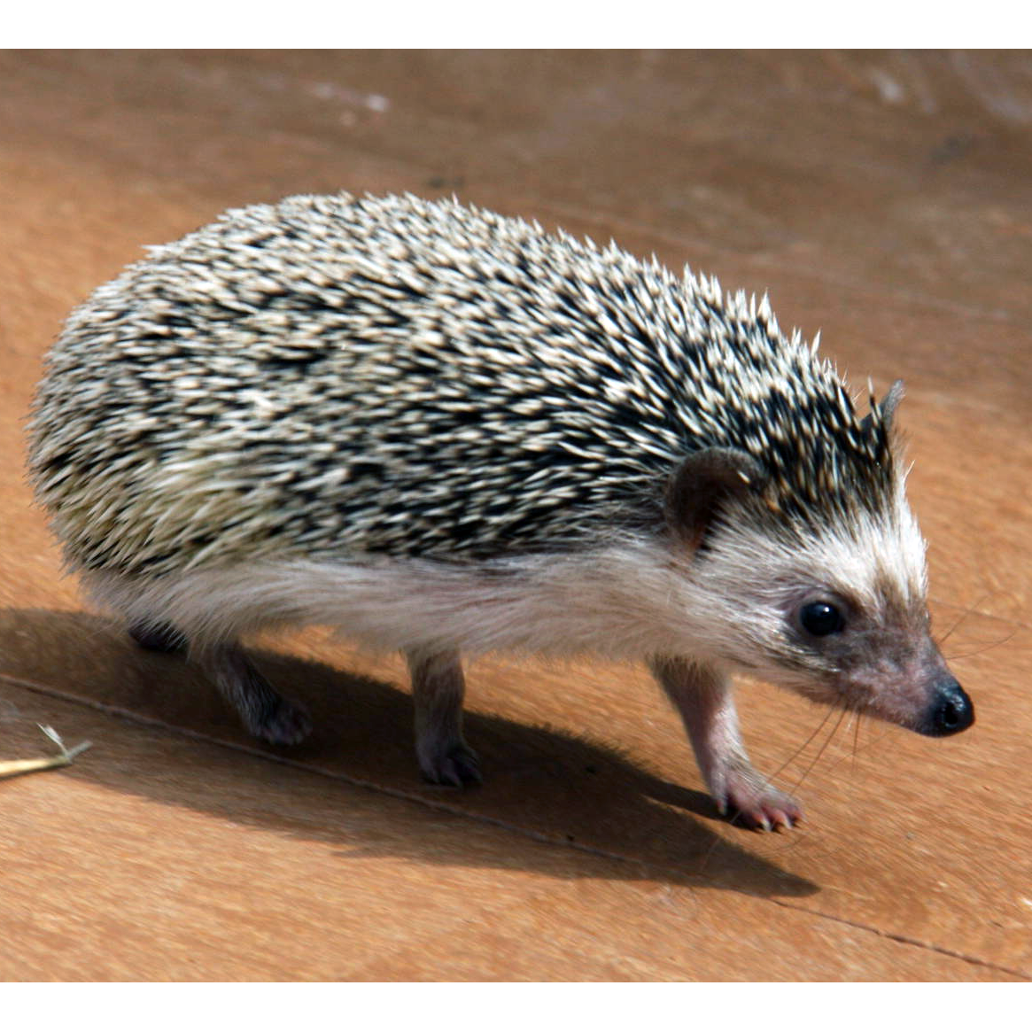 Африканские ежи (Atelerix) | LifeCatalog