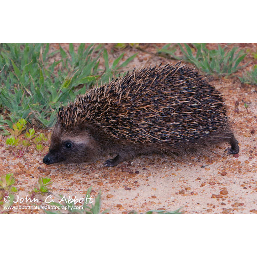 Африканские ежи (Atelerix) | LifeCatalog