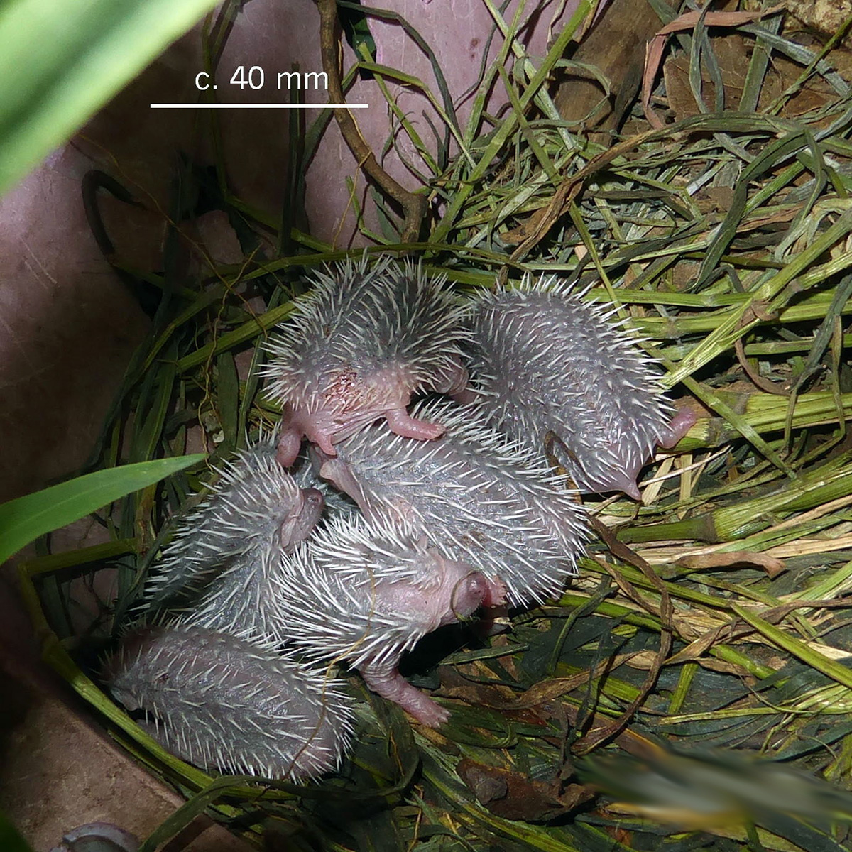 Африканские ежи (Atelerix) | LifeCatalog