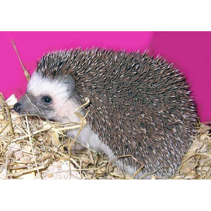 Африканские ежи (Atelerix) | LifeCatalog