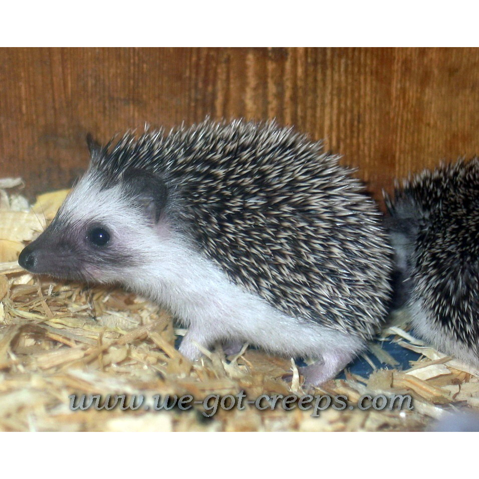 Африканские ежи (Atelerix) | LifeCatalog