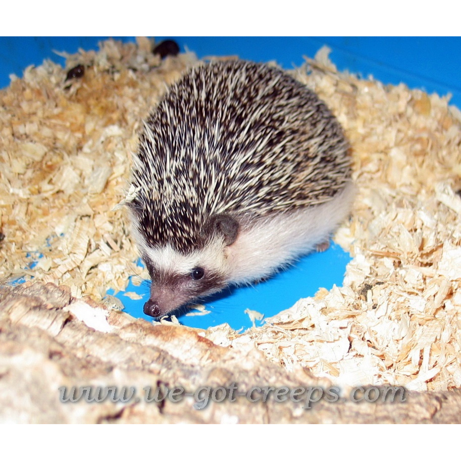 Африканские ежи (Atelerix) | LifeCatalog