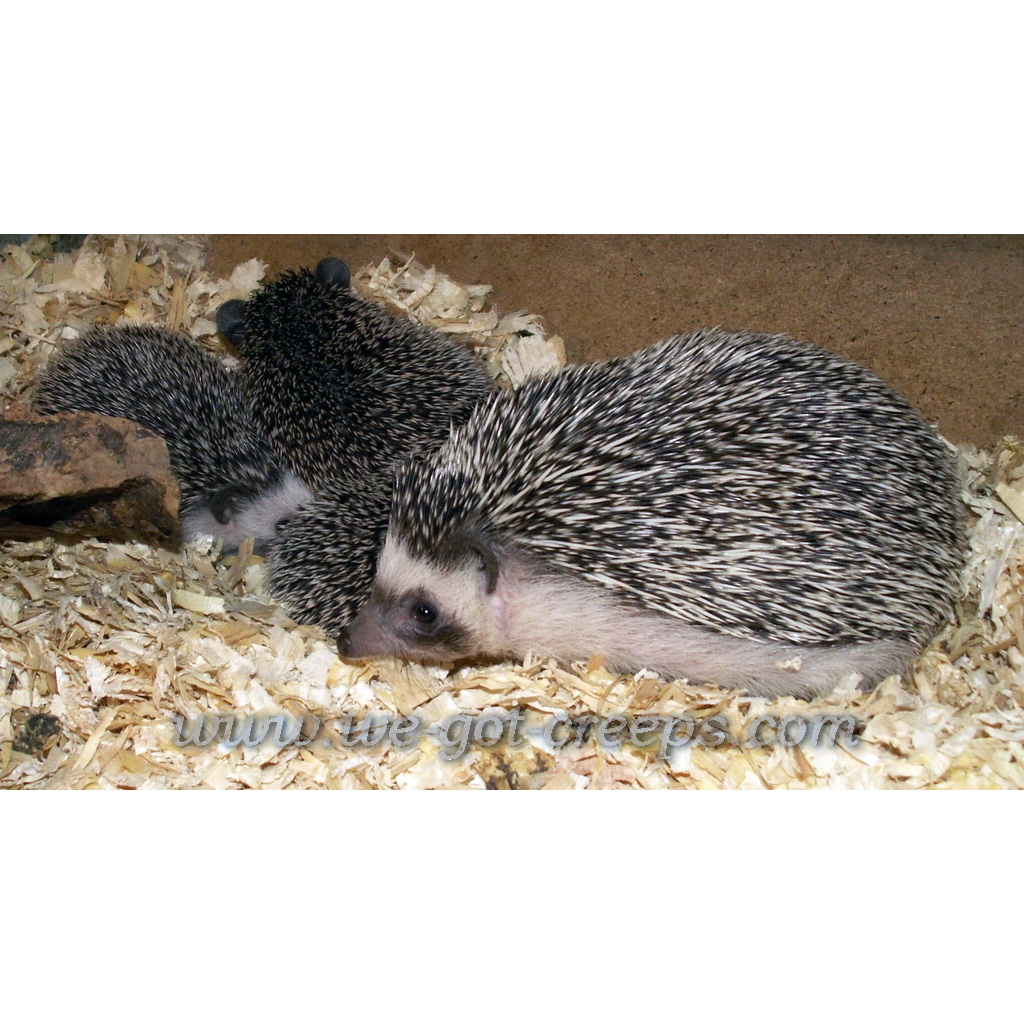 Африканские ежи (Atelerix) | LifeCatalog